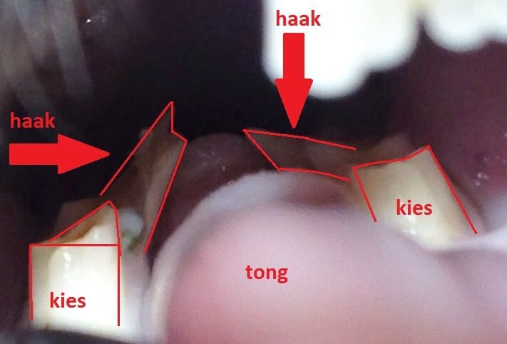 Gebitsproblemen | Dierenkliniek de Paltrok Gouda