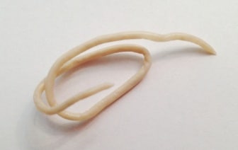 Worminfecties en ontwormen bij de hond | Dierenkliniek de Paltrok Gouda